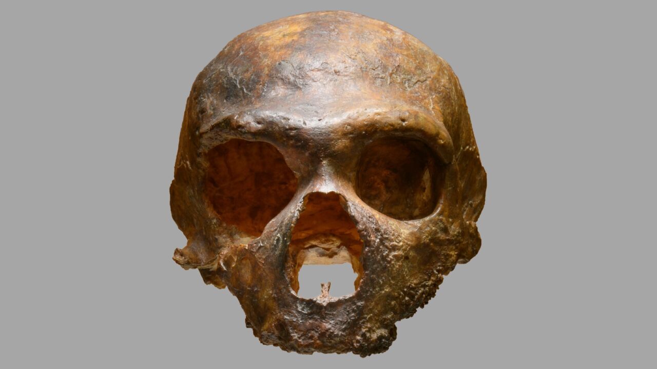 Storie di Neanderthal e iene: i reperti di Grotta Guattari del Museo ...